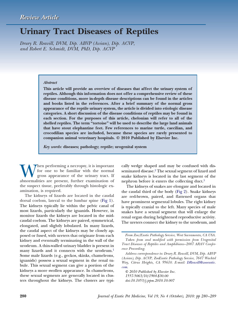 2010_Urinary-Tract-Diseases-of-Reptiles_Reavill | PDF | Kidney ...