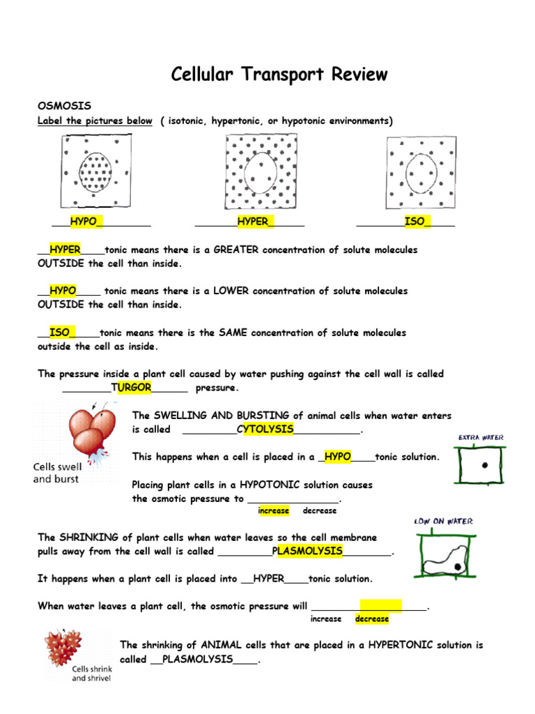 Cellular Transport Review-kEY | PDF | Osmosis | Cell Membrane