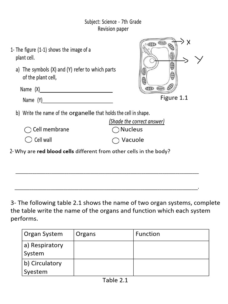 Revision Grade 7 Final First Term Final Exam | PDF | Chemical ...