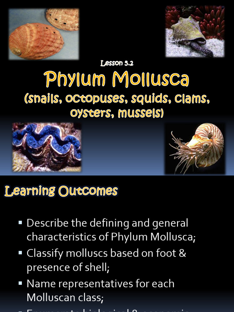 Overview of Phylum Mollusca Characteristics | PDF | Mollusca | Molluscs