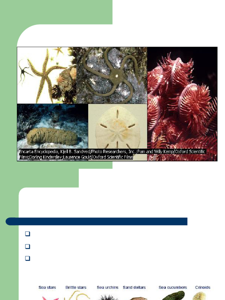 Zool 21 Module 6 Lesson 6.1 Phylum Echinodermata | PDF