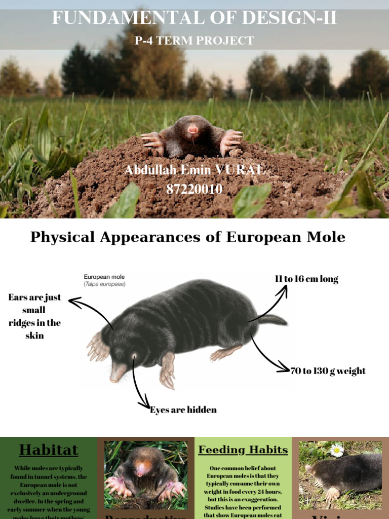 Abdullah Emin Vural 87220010 P-4 Term Project | PDF