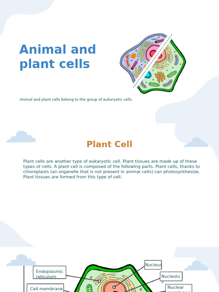 Animalandplantcells 1 | PDF