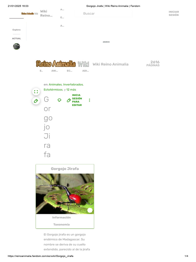 Gorgojo Jirafa _ Wiki Reino Animalia _ Fandom | PDF