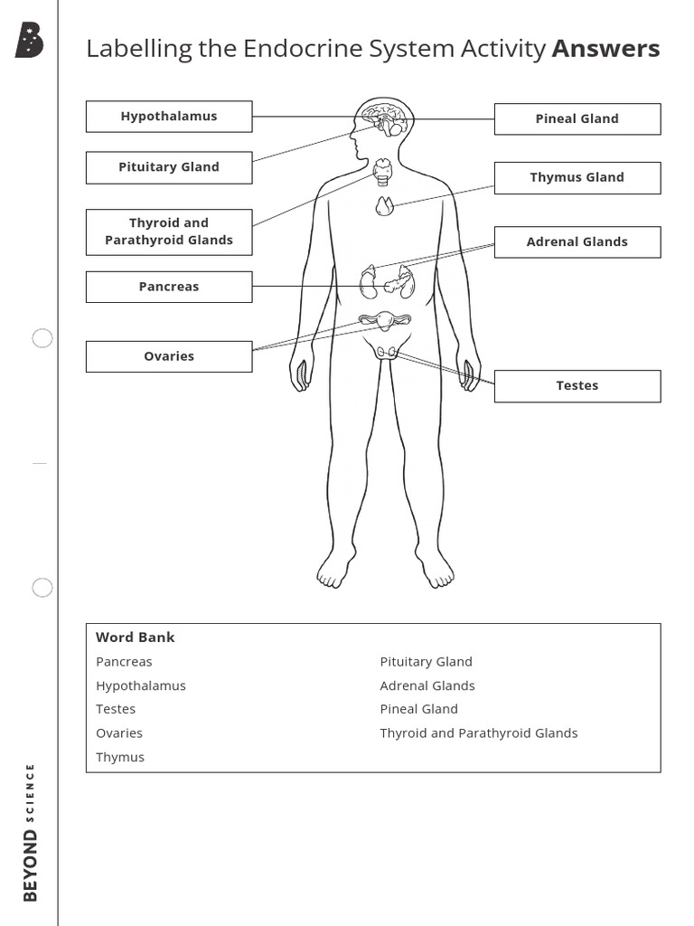 Endocrine System Labeling Answers | PDF