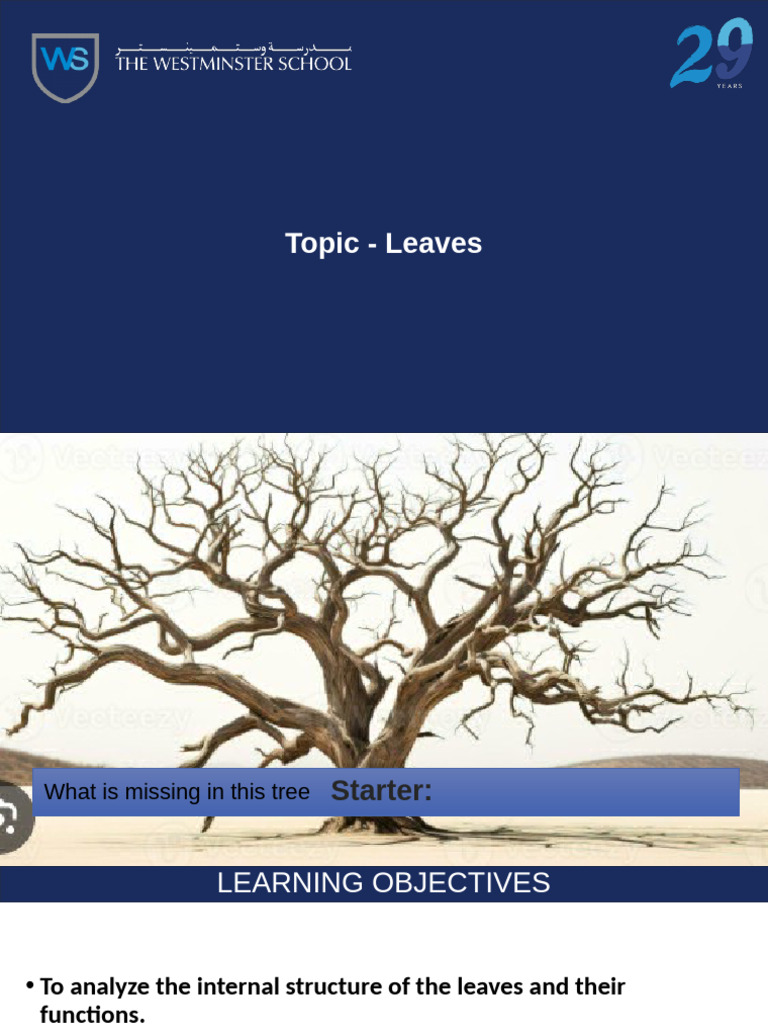 Leaves | PDF | Leaf | Stoma