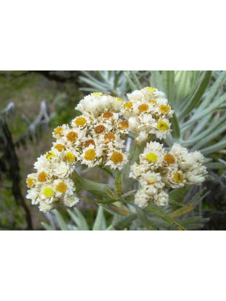 Bunga-edelweiss-jawa | PDF