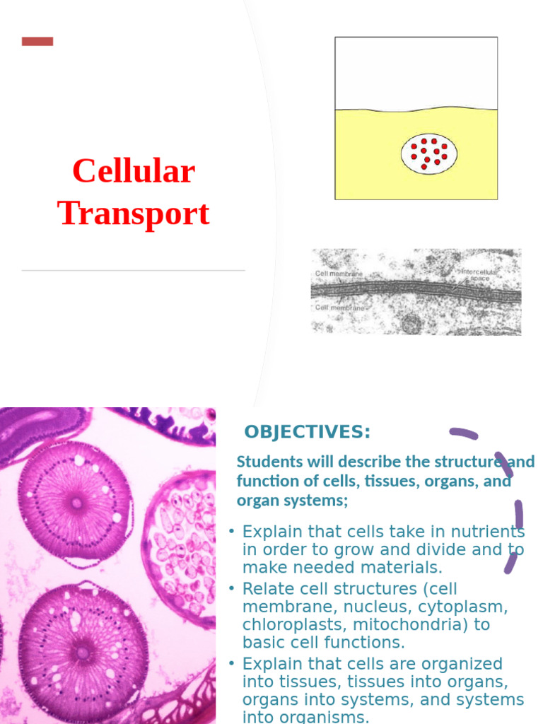 Understanding Cellular Transport Mechanisms | PDF | Cell Membrane | Osmosis