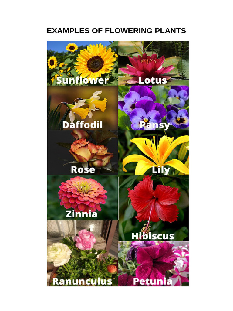 Examples of Flowering Plants | PDF