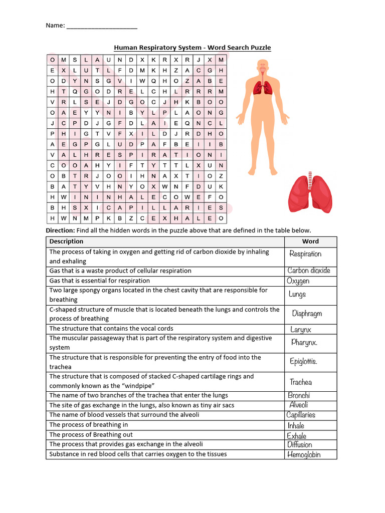 Respiratory System Word Search Puzzle PDF | PDF