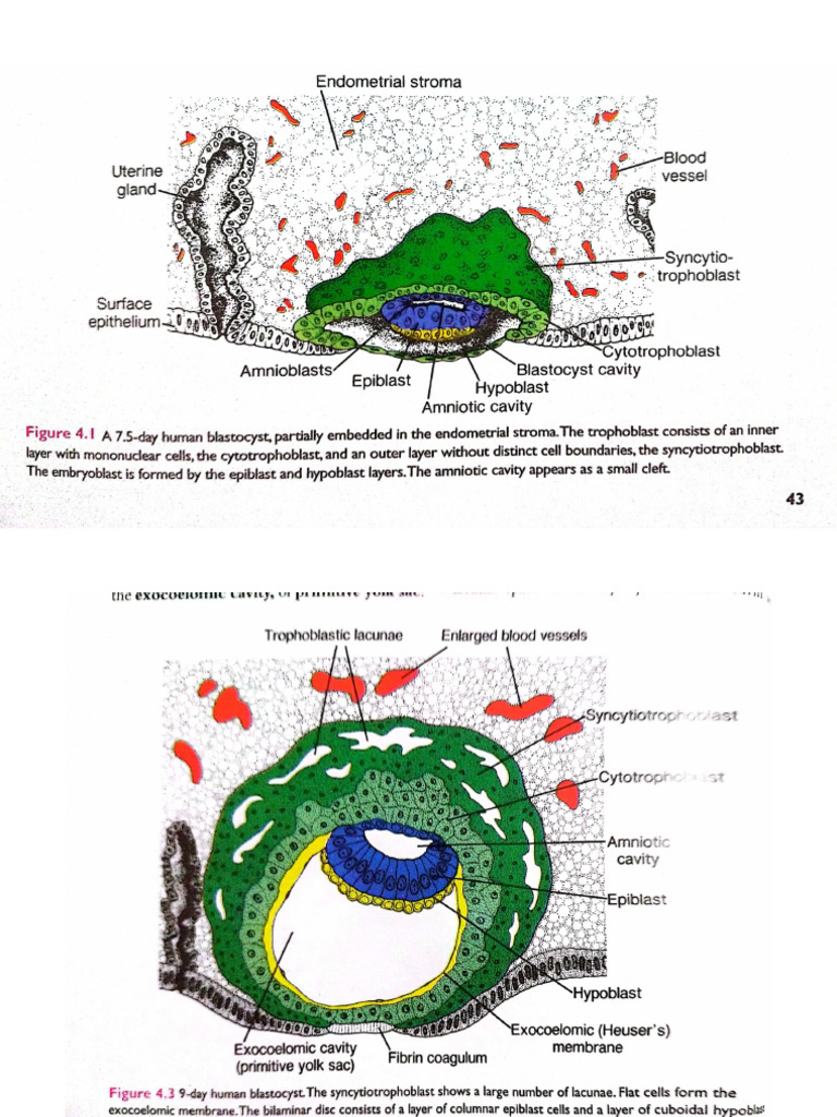 General Embryo Chap 4,5,6,8,9 | PDF