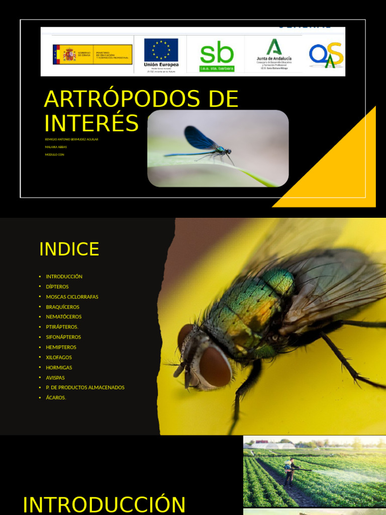 Presentación 7 | PDF | Mosca | Insectos
