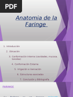 FARINGE y LARINGE - Anatomía II, Veterinaria | PDF | Laringe ...