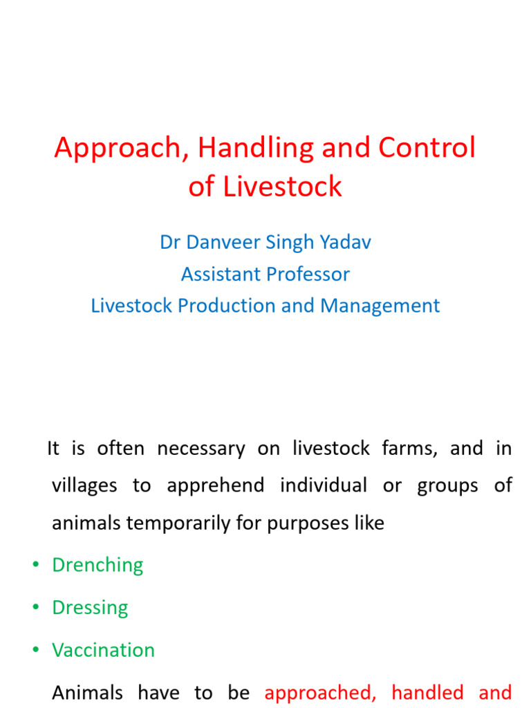 Handling Cattle and Buffaloes | PDF | Bovines | Cattle
