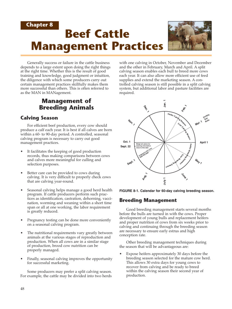Chapter8(1) | PDF | Cattle | Weaning