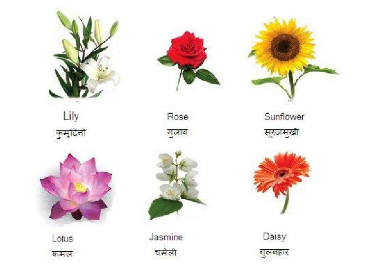 Flowers | PDF