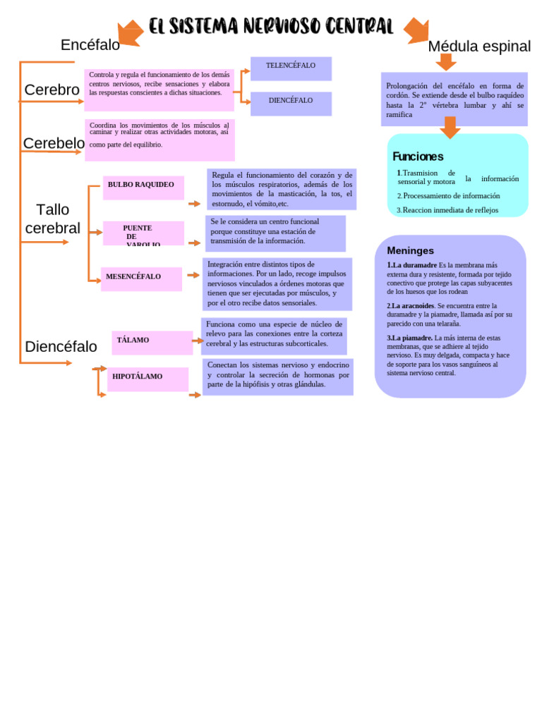 Cuadro Sinoptico Del Sistema Nervioso2 4 Mio | PDF | Cerebro | Neurociencia