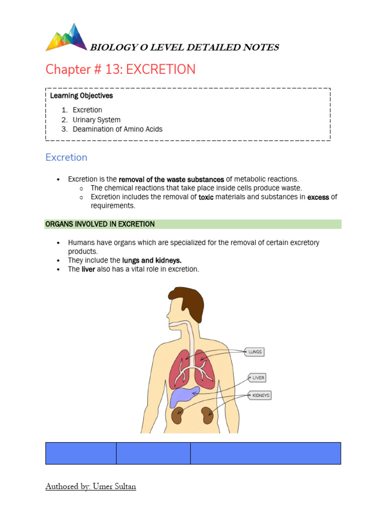 O3 - Bio - Chapter 13 - Excretion | PDF | Kidney | Urinary System