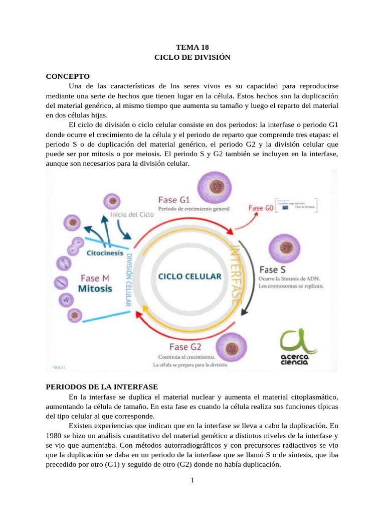 Ciclo Celular: Interfase y Mitosis | PDF | Mitosis | Cromosoma
