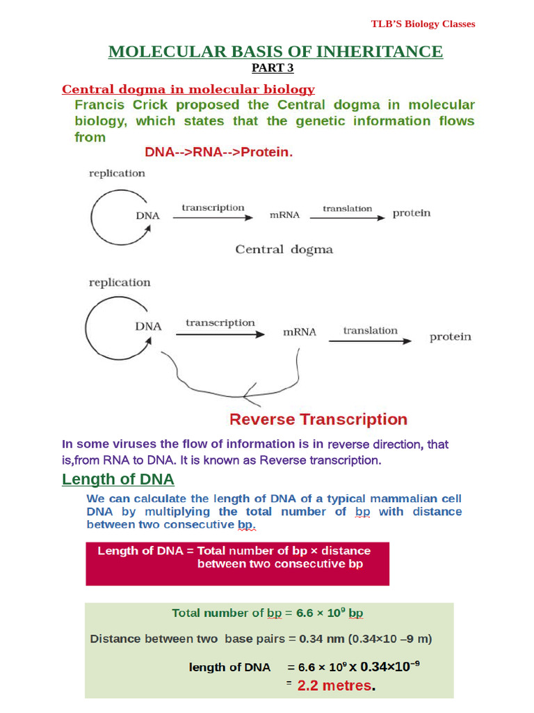 Molecular Basis Notes Part 3 | PDF