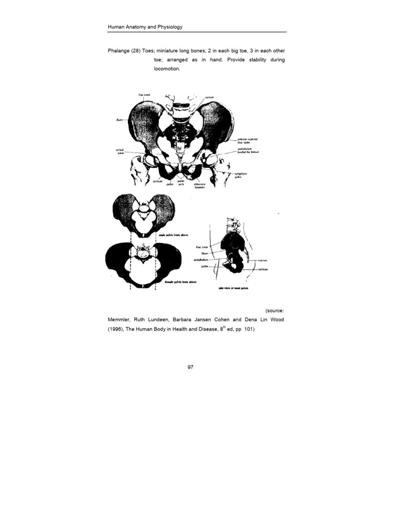 ln_human_anat_final-107 | PDF