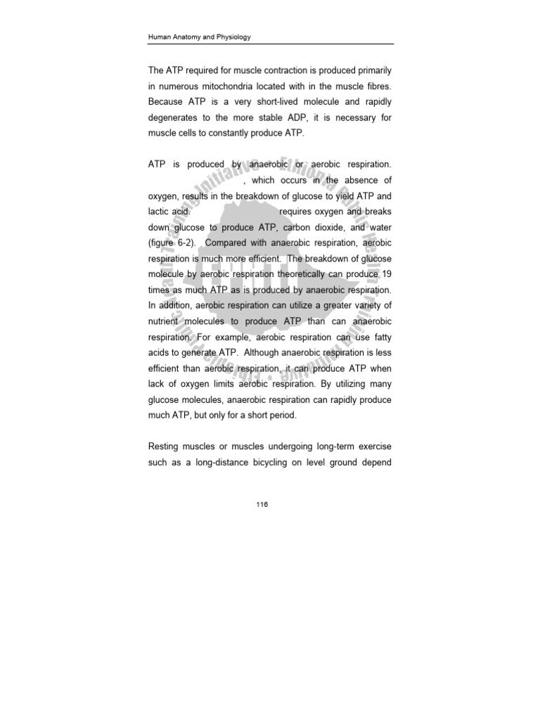 LN Human Anat Final-126 | PDF