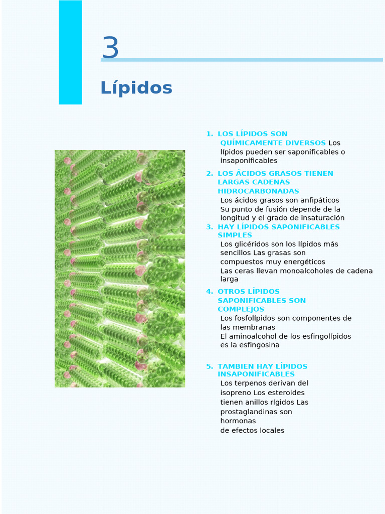 Tema 3. Lípidos 22 | PDF | Lípido | Ácido graso
