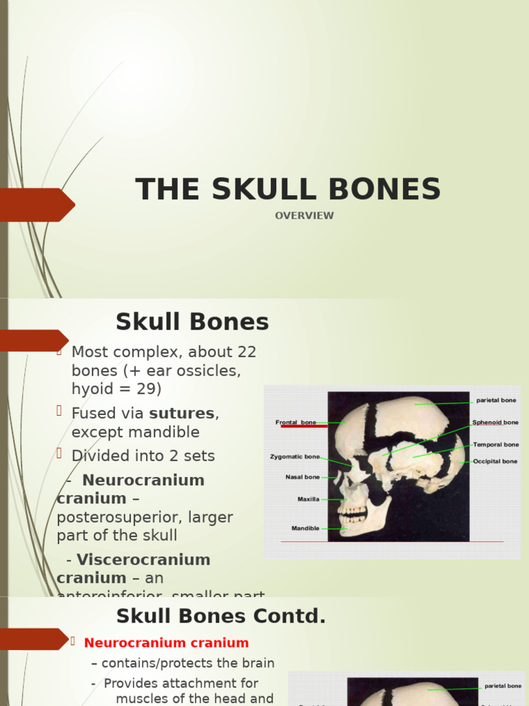 OSTEOLOGY OF SKULL | PDF | Skull | Skeletal System