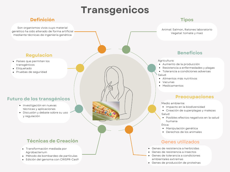 Mapa Mental Transgenicos | PDF | Organismo genéticamente modificado | Ingeniería genética
