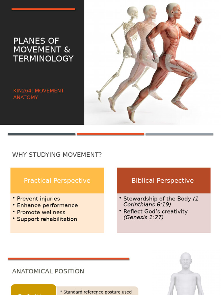 Planes of Movement & Terminology | PDF | Anatomical Terms Of Motion ...