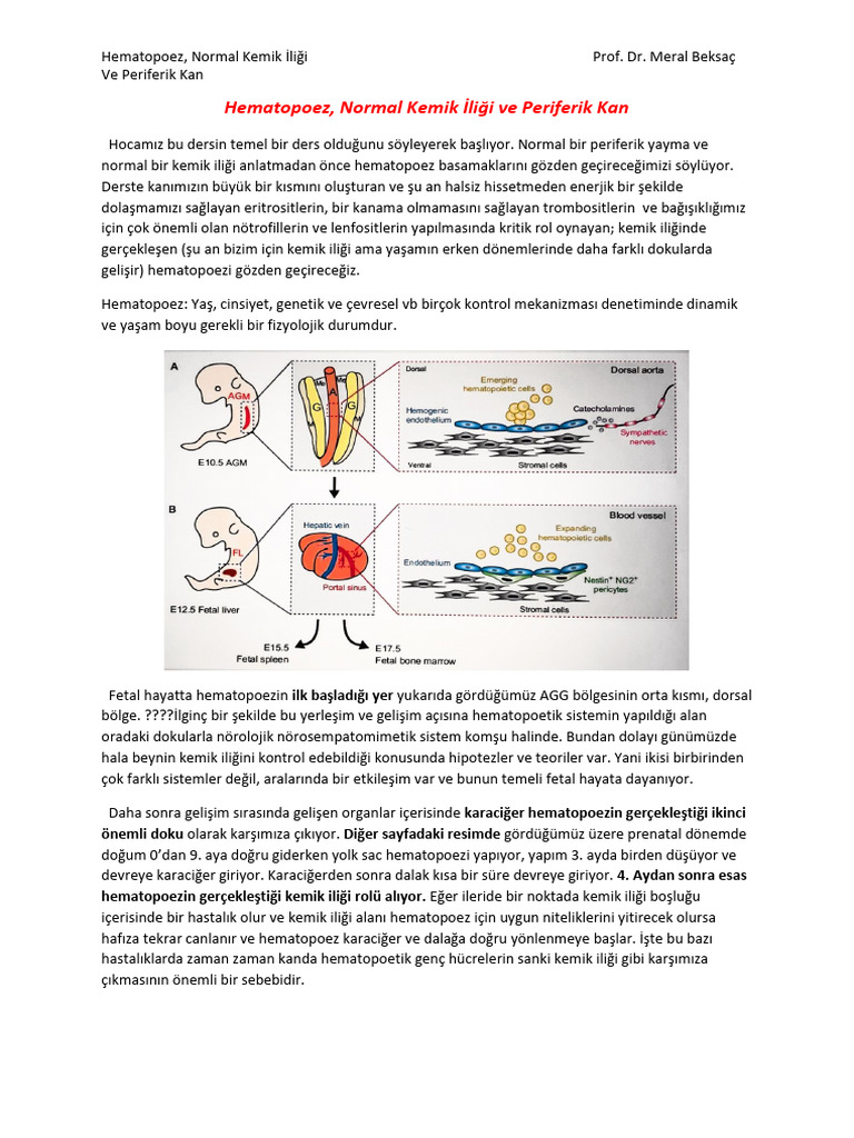 02.hematoloji Hematopoez Basamakları | PDF