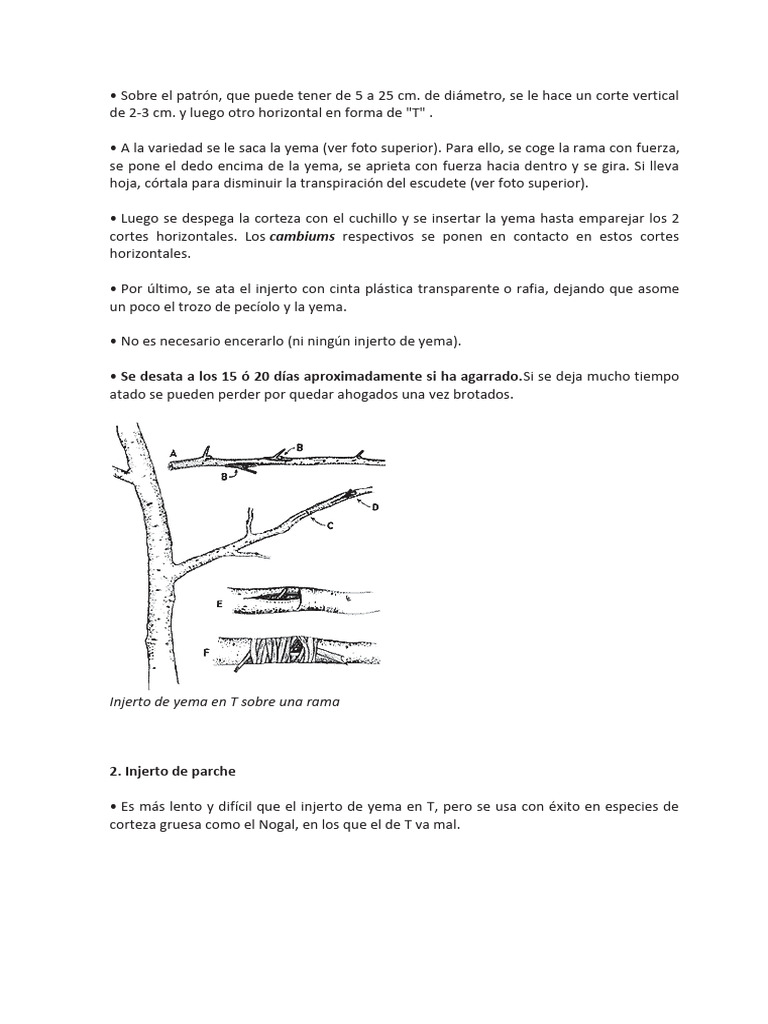Injerto en Plantas Frutales y Ornamentales - 9 | PDF