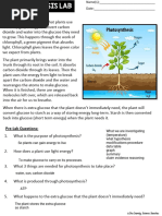 Floating Leaf Disk Photosynthesis Lab | PDF | Bicarbonate | Leaf
