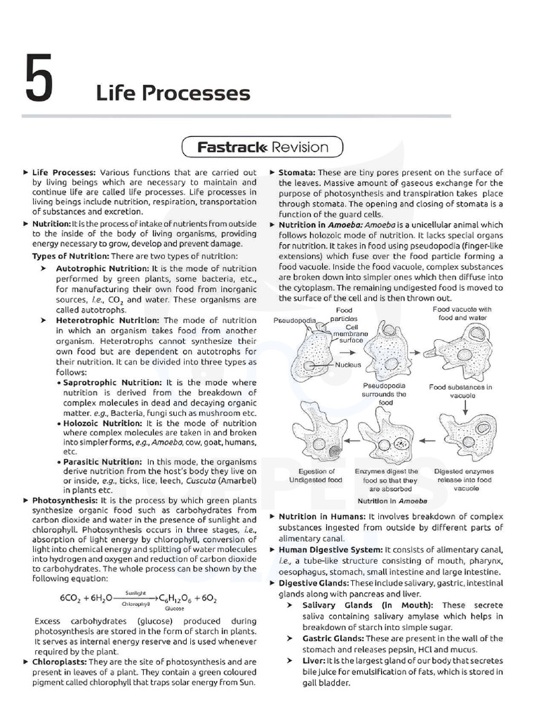 Life Process | PDF