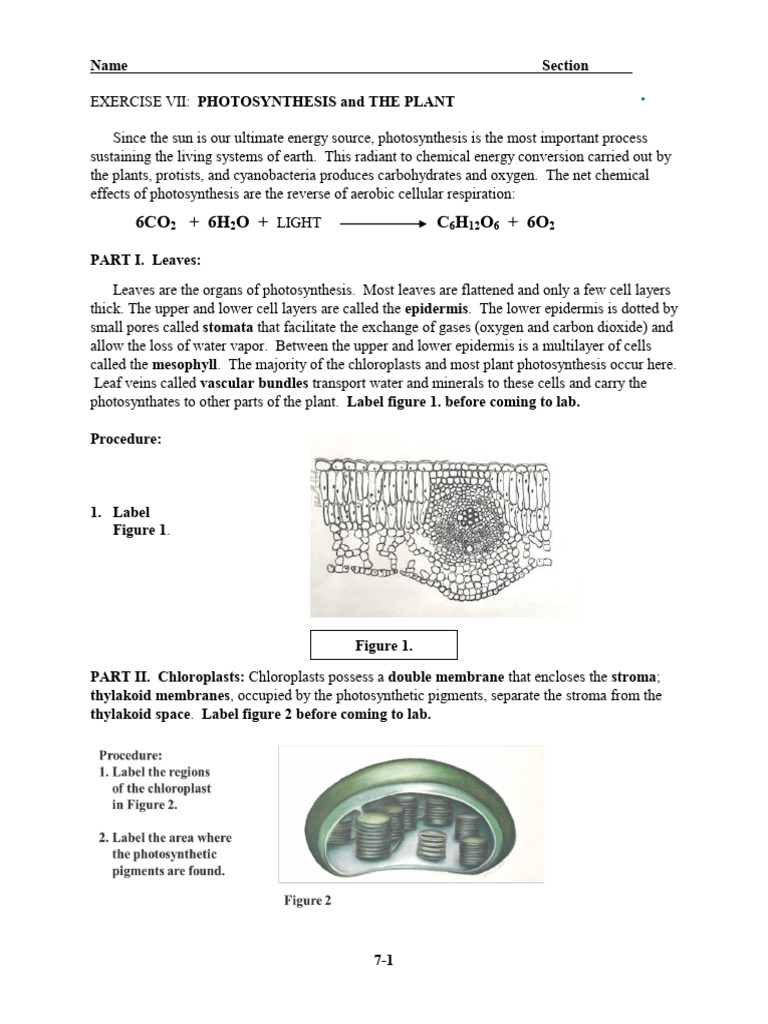 7 - Exercise Seven - Photosynthesis and The Plant 2 | PDF ...