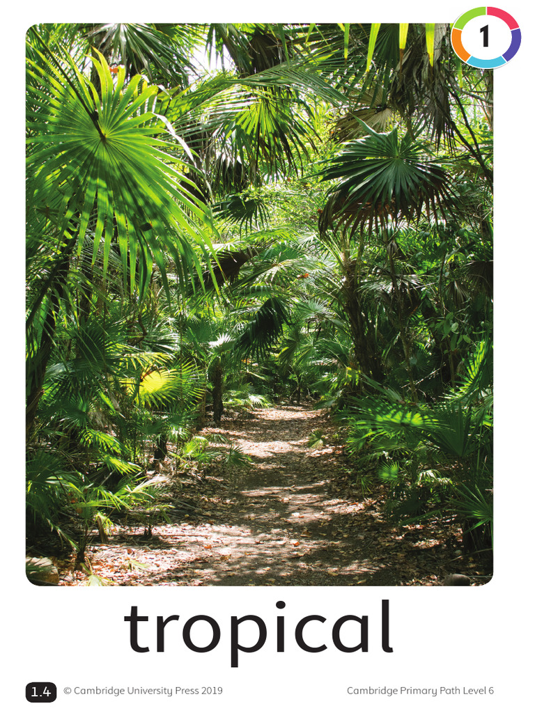 CPP L6 Flashcard 1.4 Tropicayl | PDF