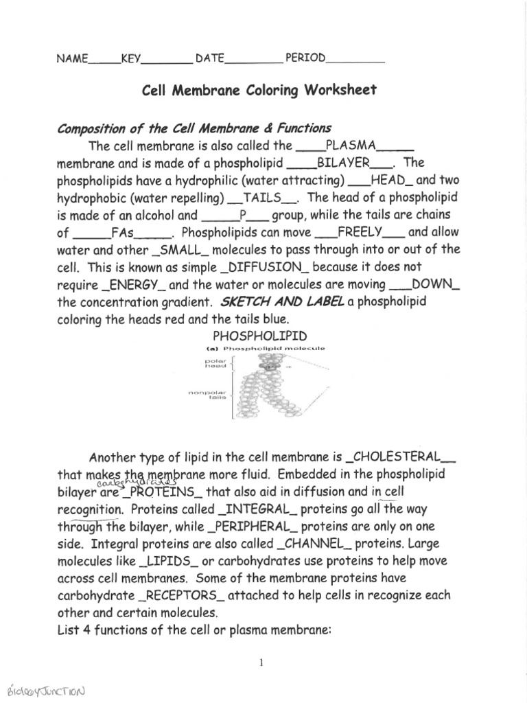 KEY Cell Membrane | PDF