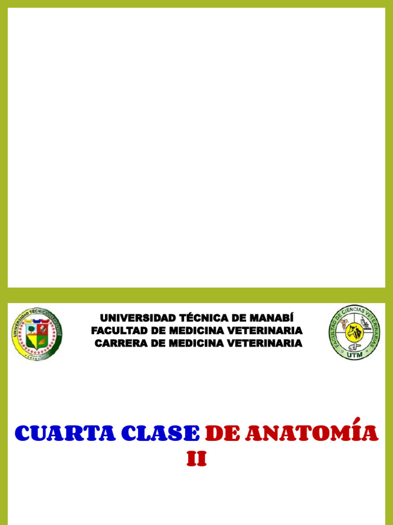 Anatomía del Corazón en Caballos | PDF | Corazón | Ventrículo (corazón)