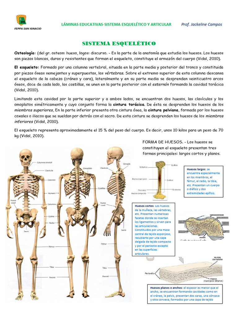 Sistema Esquelético y Articular-Láminas | PDF | Hueso | Articulación