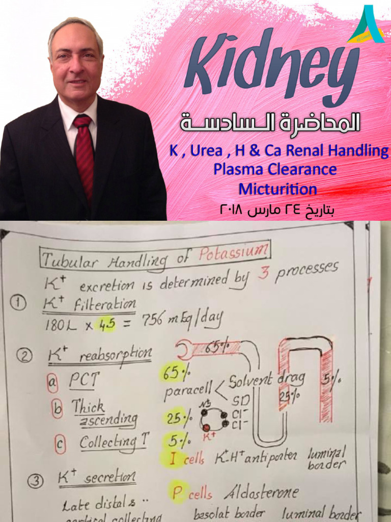 Kidney (6) - Dr.Nagi Diagrams 2018 | PDF