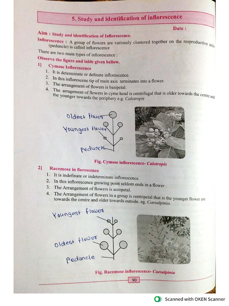 Study and Identification of Inflorescence | PDF