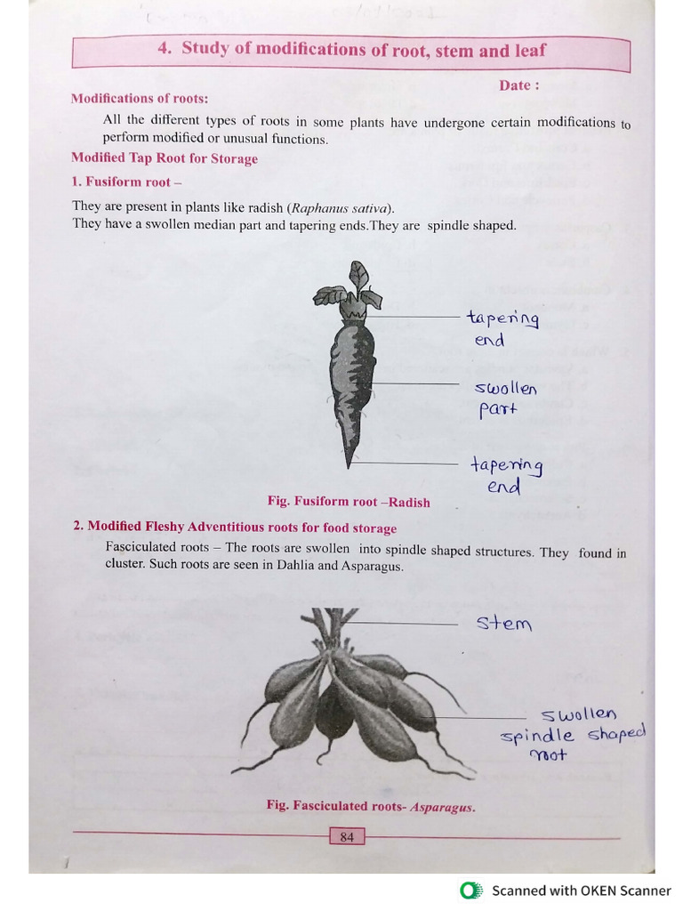 Study of Modifications of Roots, Stem and Leaf | PDF