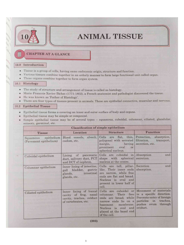 BIO Ch 10 Animal Tissue | PDF