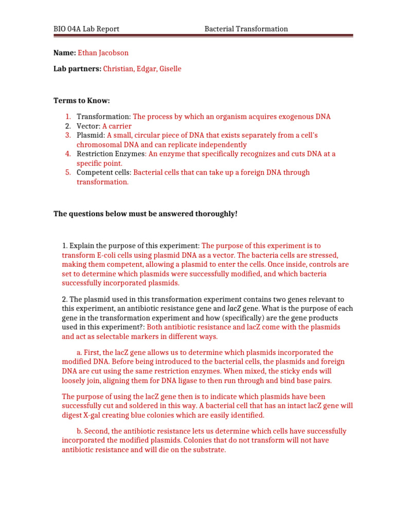 Bacterial Transformation TEMPLATE | PDF | Transformation (Genetics ...