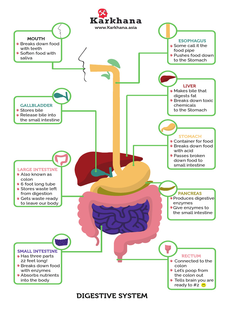 Digestive System Chart For Teacher | PDF