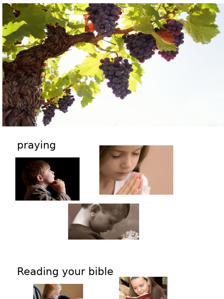 Vine and Branches | PDF