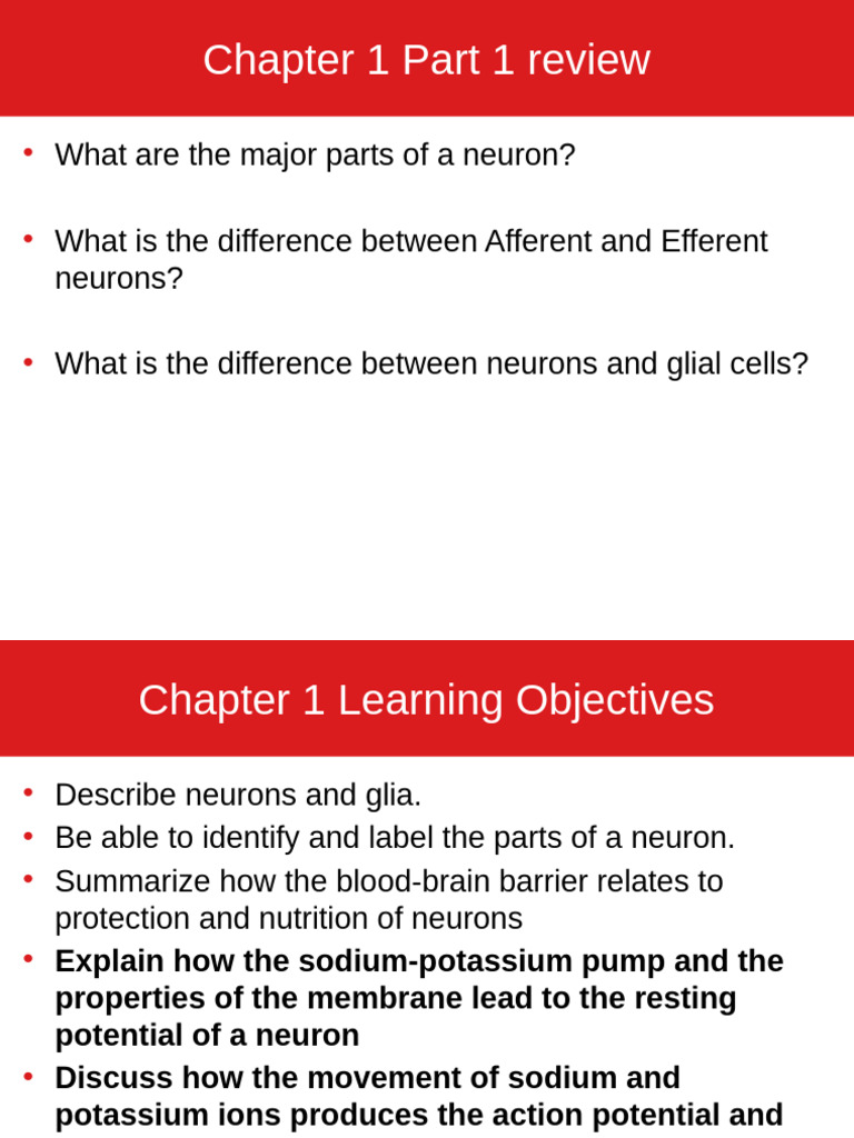 1 NerveCells PPT Part 2 | PDF | Action Potential | Depolarization