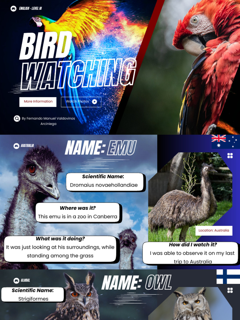 Bird Watching - English Level III Practice | PDF | Birds | Ornithology