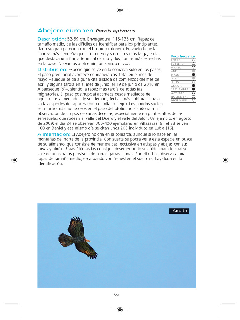 Abejero Europeo - Pernis Apivorus | PDF | Aves de presa | Aves holarctic