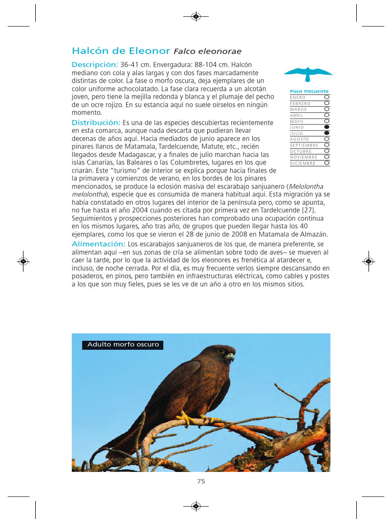 Halcón de Eleonor - Falco Eleonorae | PDF | Aves De Eurasia | Aves holarctic